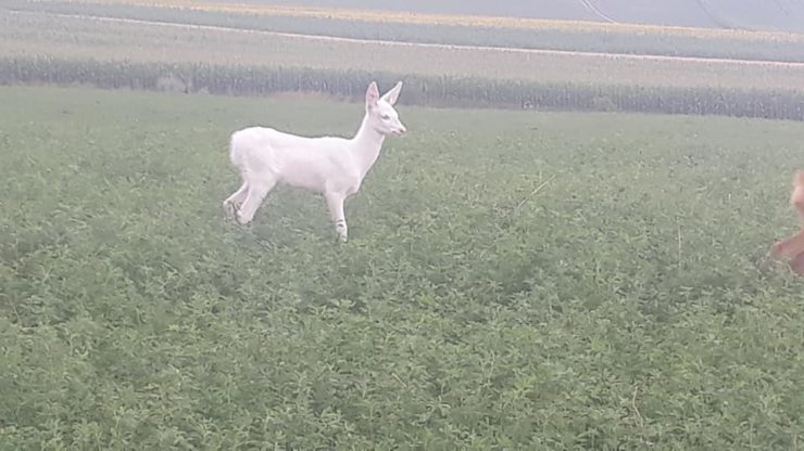 Un fenomen extrem de rar.O căprioară albă,fotografiată în România ...
