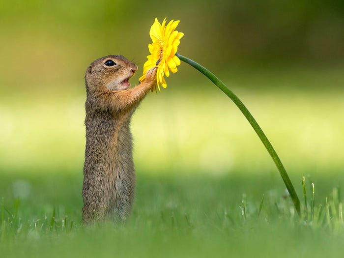 Veverița „îndrăgostită”. Un fotograf a surprins momentul în care o ...