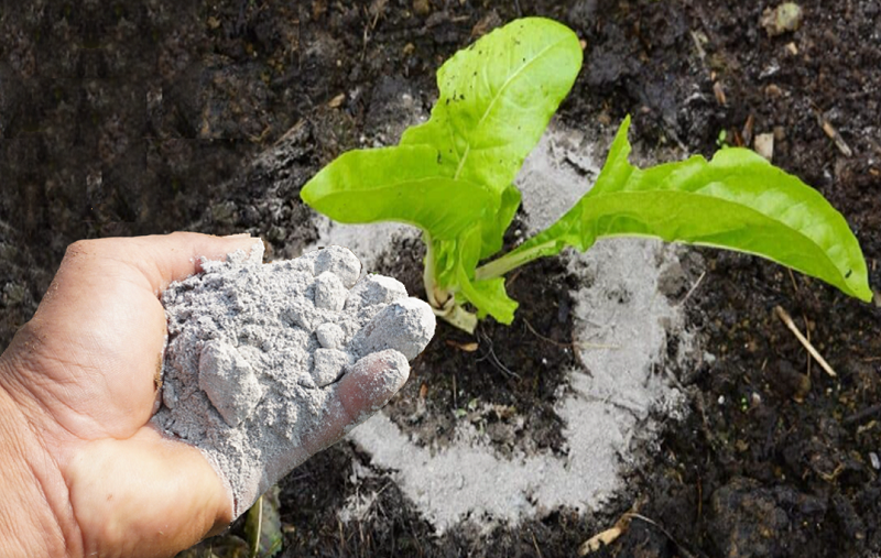 Cenușa-cel mai ieftin și îngrășământ natural pentru legume (cum se ...