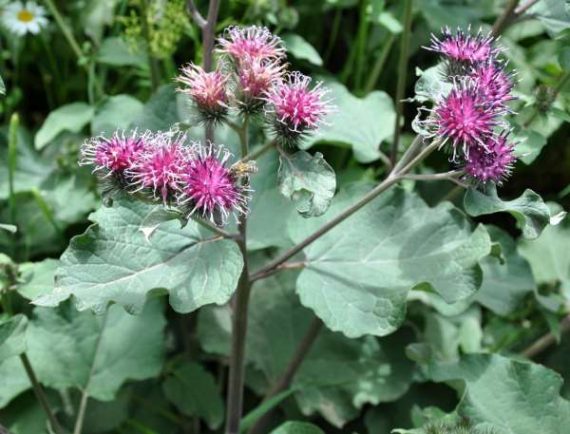 Brusturele, doctorul din grădină care ține la distanță bolile grave și ...