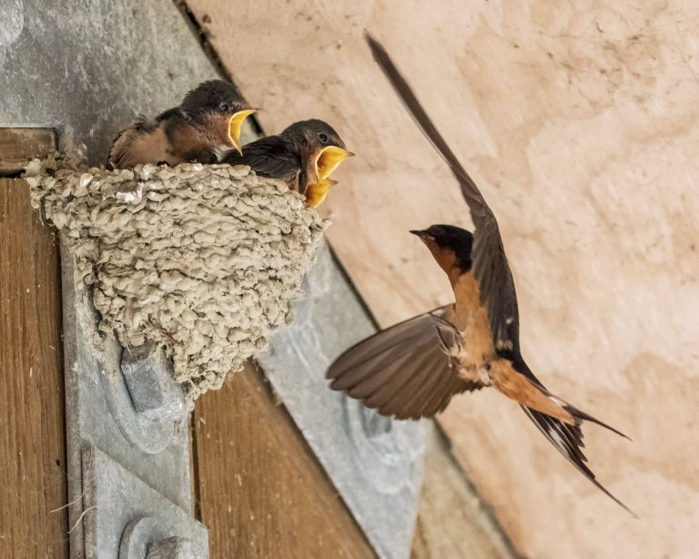 Povestea rândunelelor, cunoscute ca păsările sfinte sau păsările lui ...