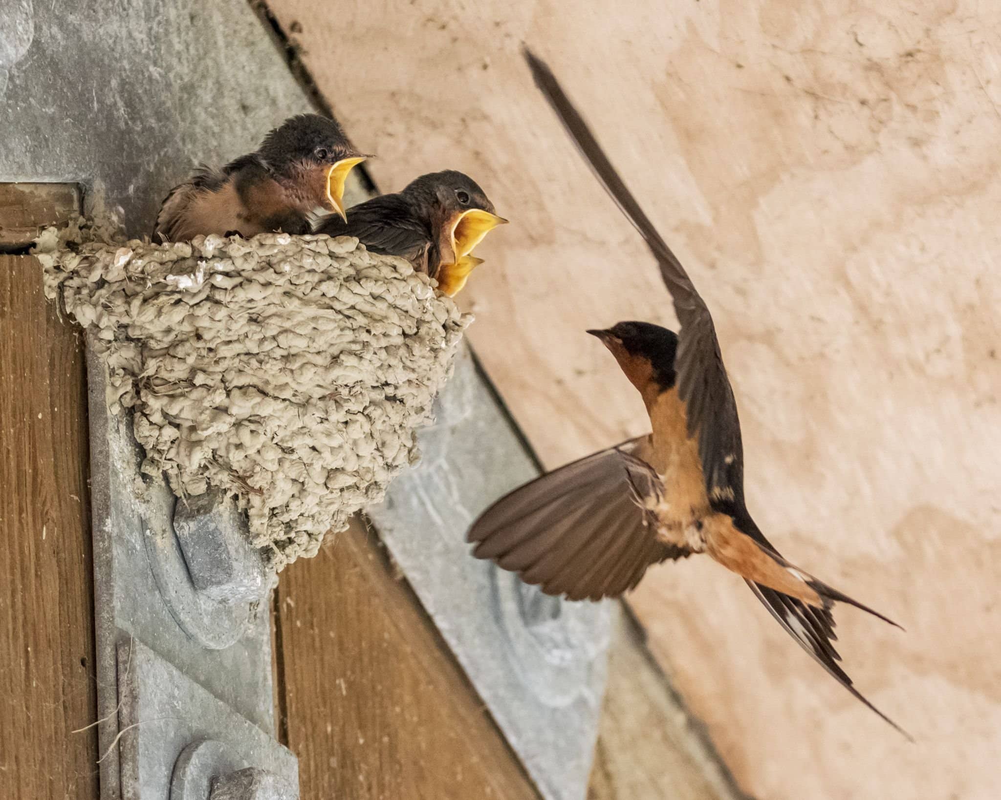 Povestea rândunelelor, cunoscute ca păsările sfinte sau păsările lui ...