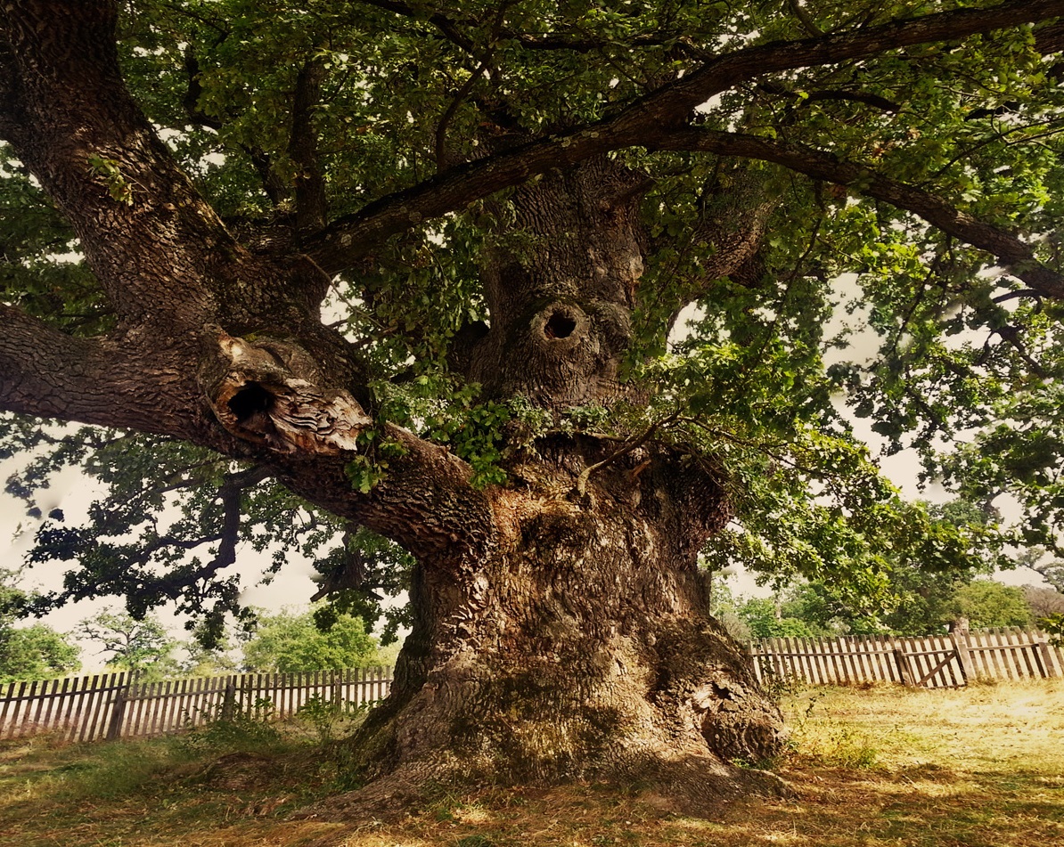Bătrânul Carpaților – cel mai în vârstă copac din România are peste 900 ...