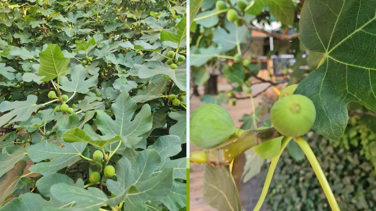 Ce se întamplă dacă plantezi acest copac sau dacă ai deja unul în curte ...