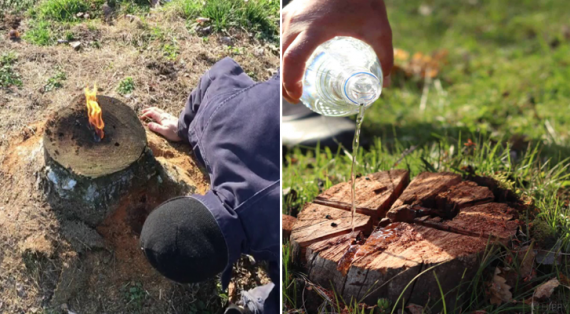 Cum să scapi de un ciot de copac – 4 metode care funcționează perfect ...