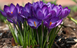 Legenda Viorelelor – povestea acestor flori delicate, prea frumoasă ...