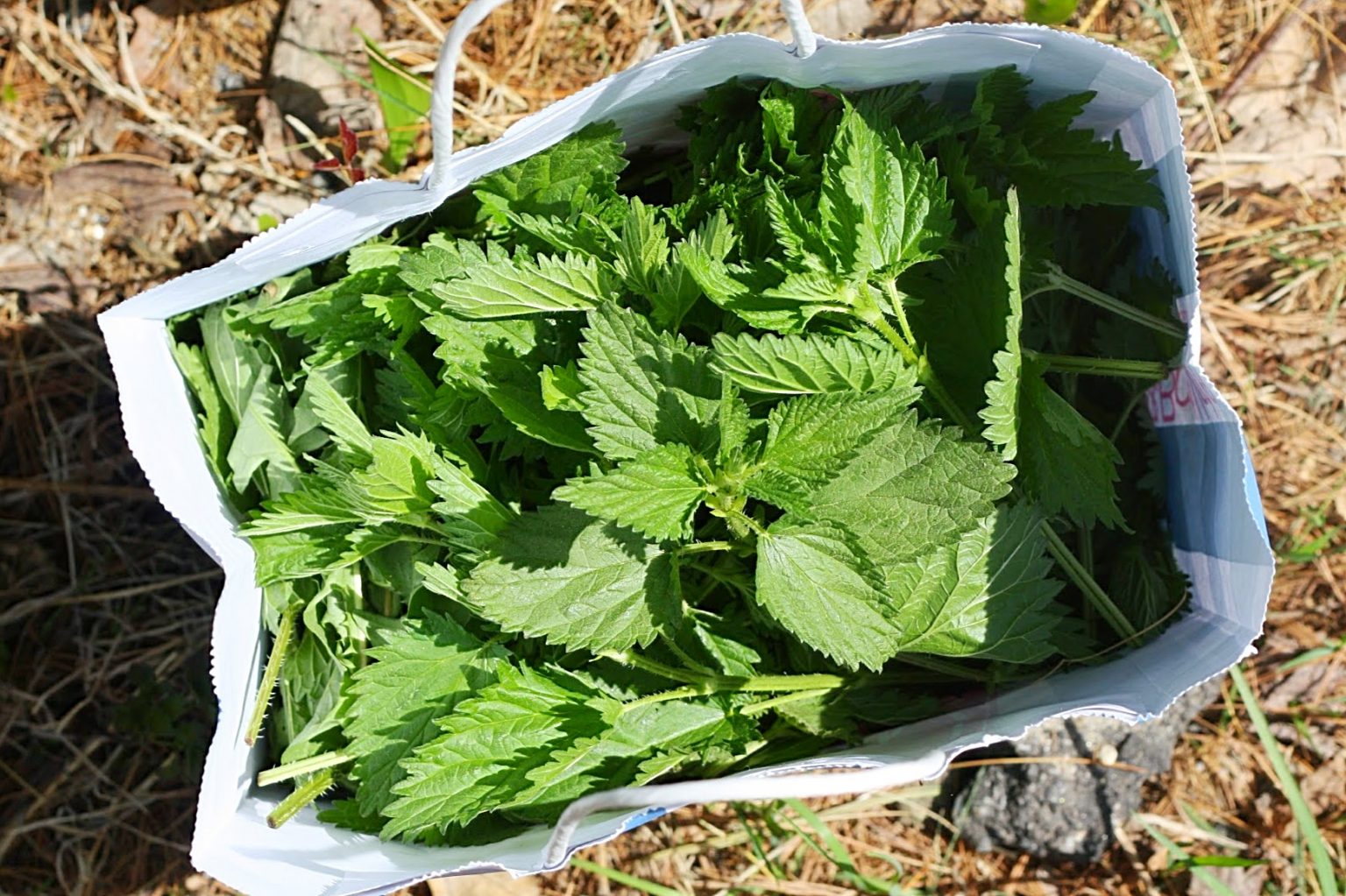 Cel mai puternic îngrășământ și insecticid natural pentru plante și ...