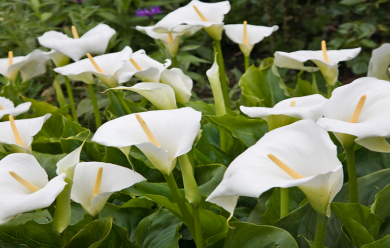 Cum să cultivăm floarea Cala – această frumusețe elegantă în grădină ...