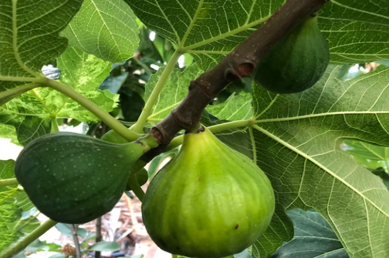 Seva de smochin: un elixir natural folosit de secole în medicina ...