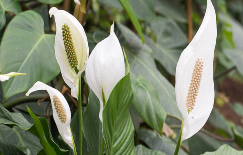 Crinul – Floarea care Aduce Liniștea. Trucul simplu care îl face să ...