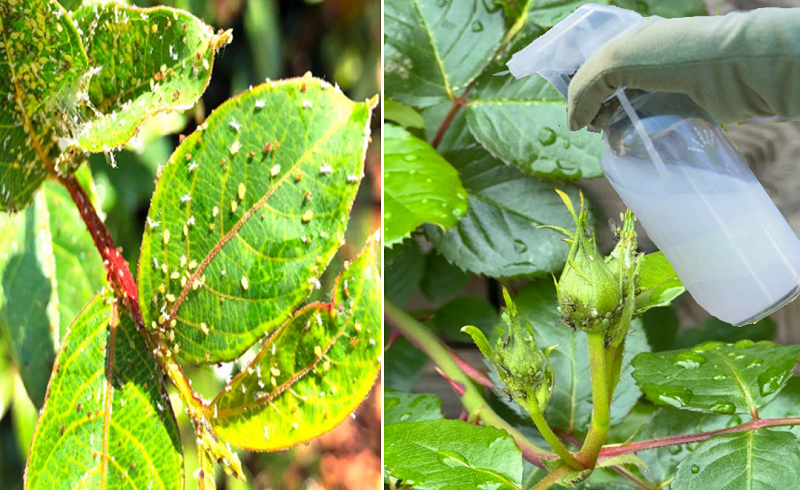 Usturoiul – insecticid natural puternic și sigur pentru trandafiri ...