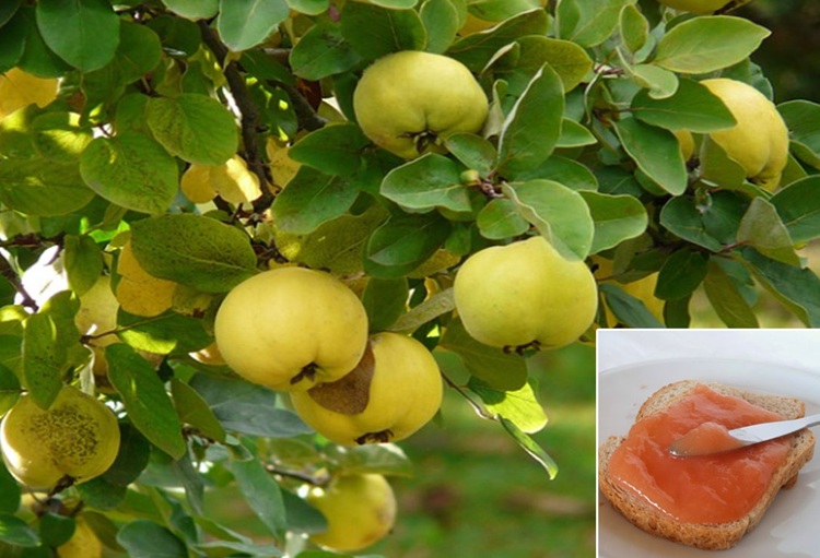 Marmeladă de gutui pentru iarnă – rețetă naturală, sănătoasă și plină ...