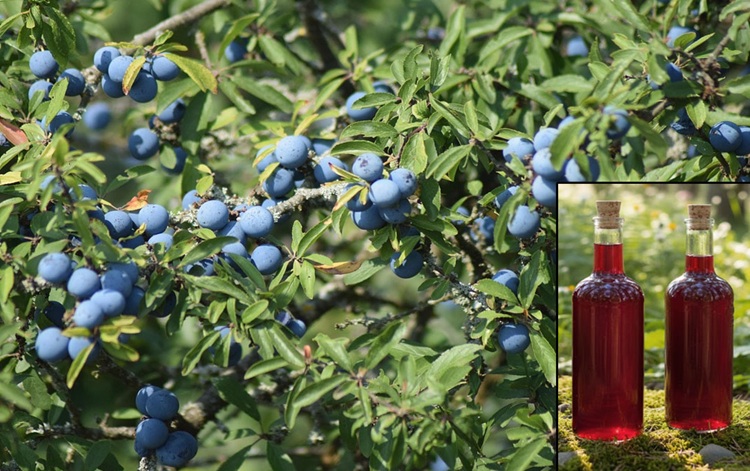 Sirop de porumbele – rețeta naturală a toamnei plină de vitamine și ...