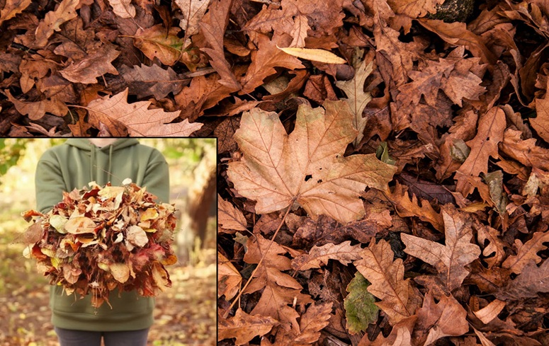 Frunzele uscate – îngrășământ natural de toamnă pentru sol fertil ...