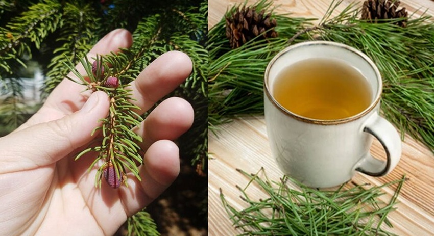 Ceaiul din muguri de pin – elixirul natural al bunicilor – Wawlist